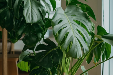 How to Master Monstera Node Propagation: A Complete Guide - Harvesthex